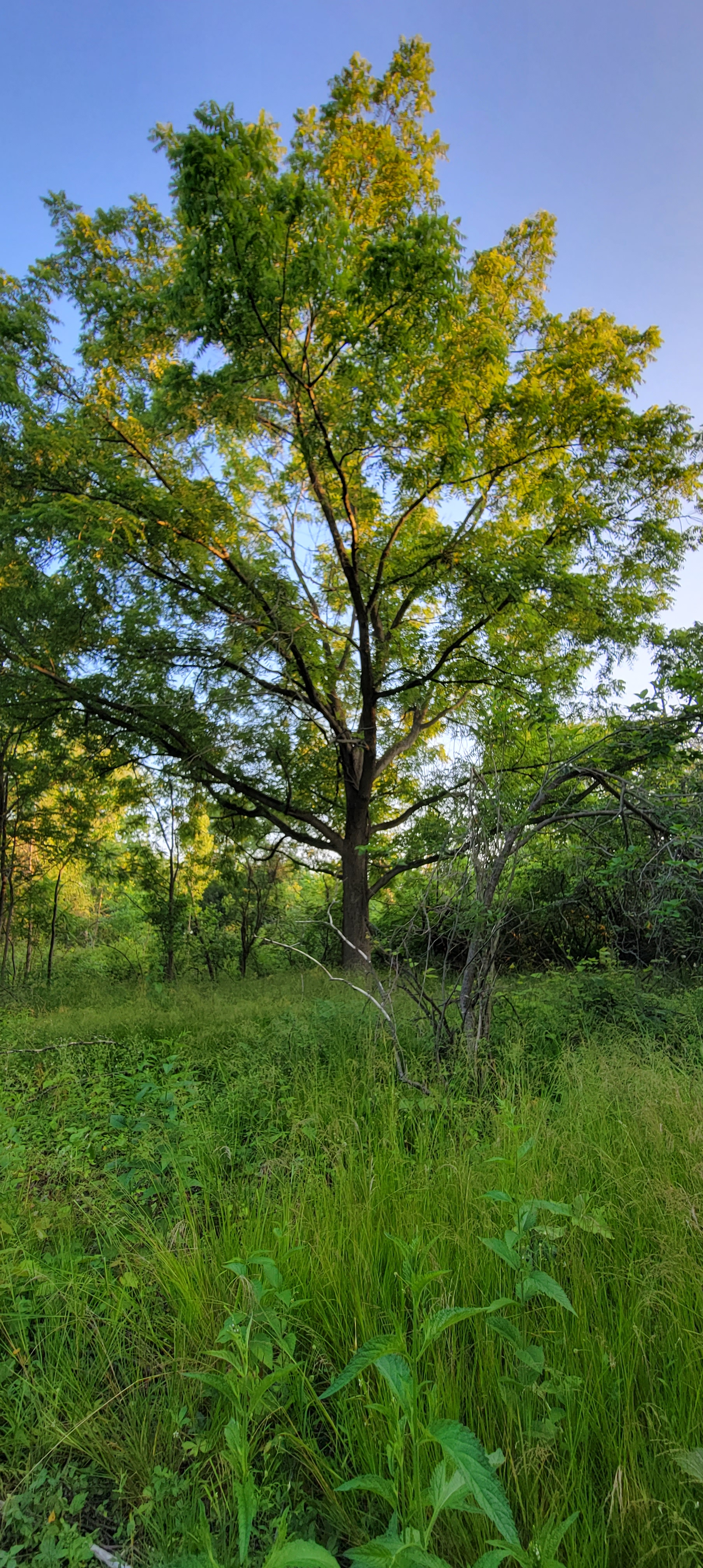 Summer 2023 Sightings and Happenings – Aull Nature Preserve