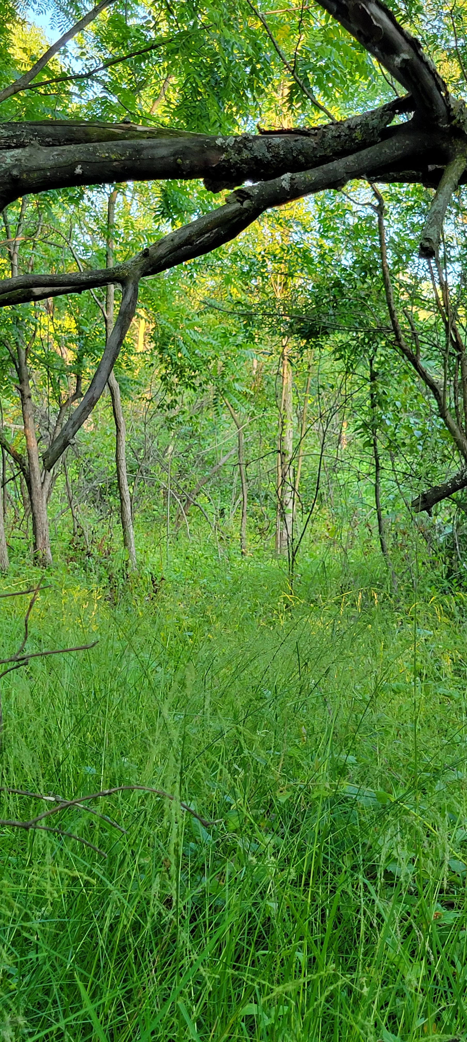 Summer 2023 Sightings and Happenings – Aull Nature Preserve