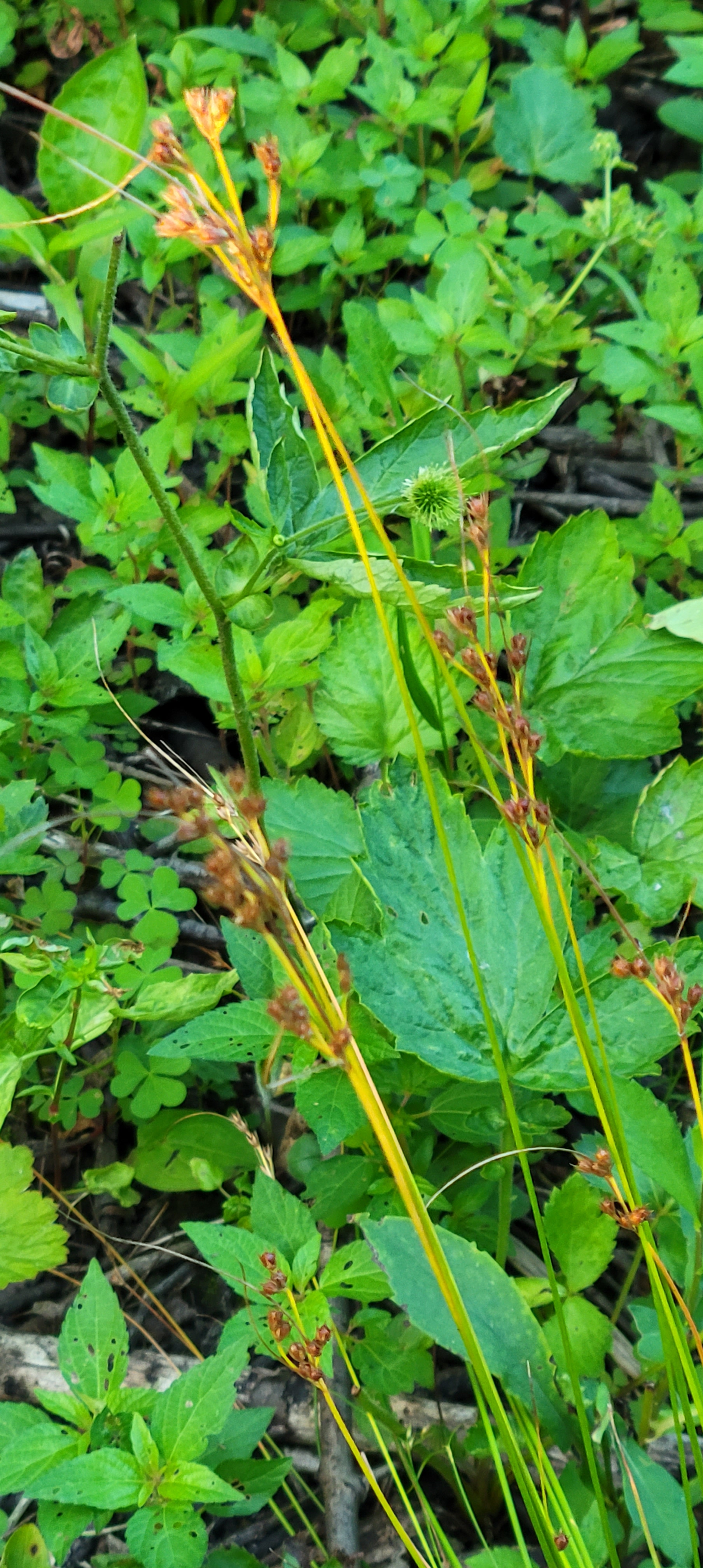 20230703_195236 – Aull Nature Preserve